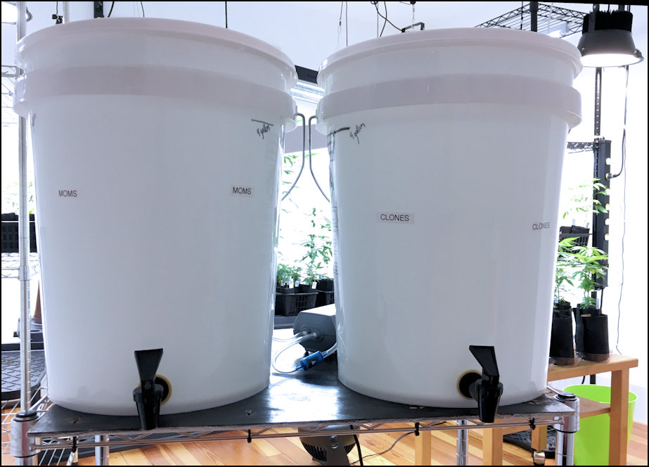 DIY marijuana grow room solutions bucket | Maine Seedlings & Clones