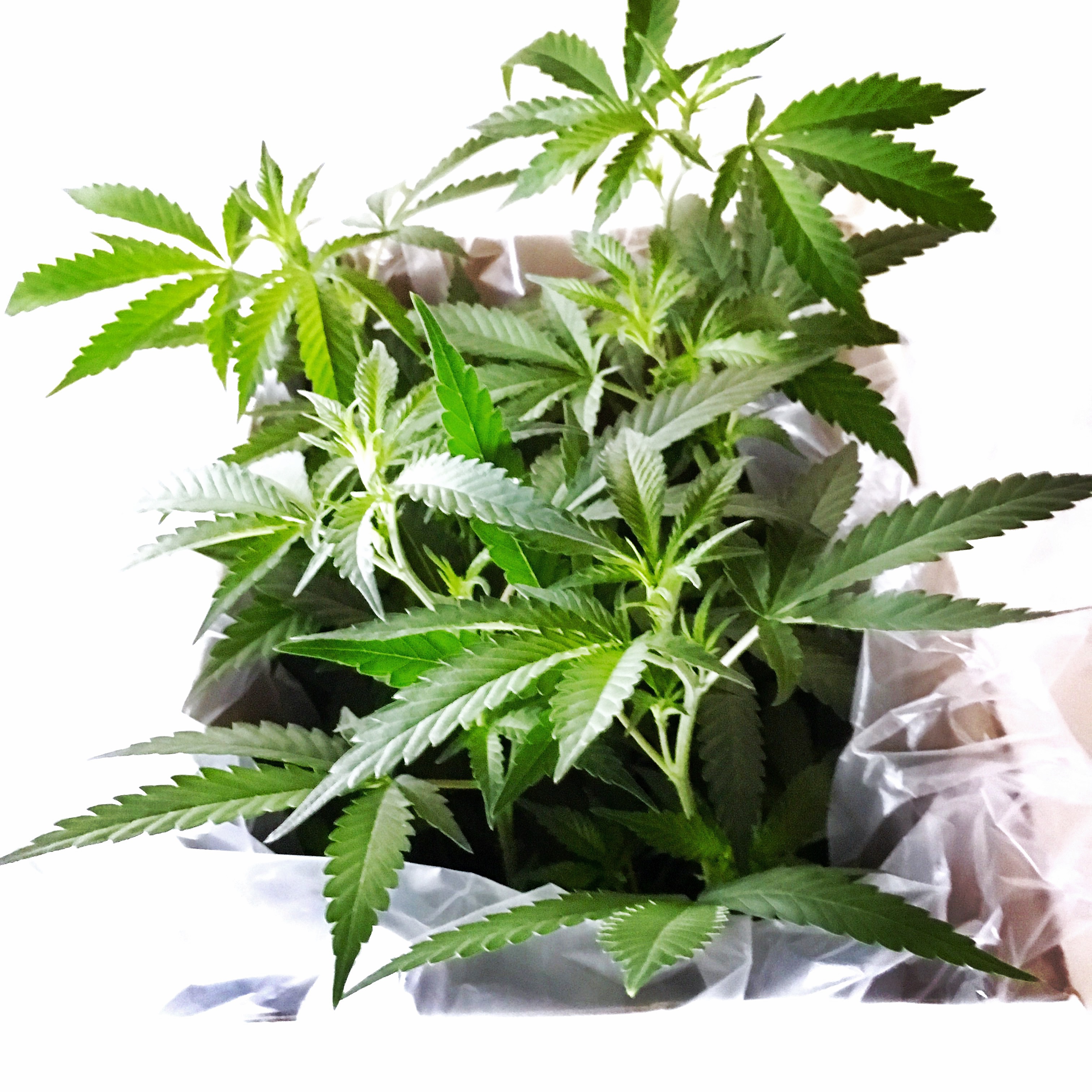 Veteran Only Clone Giveaway… | Maine Seedlings & Clones
