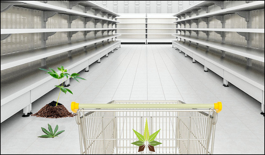 Maine Seedlings & Clones