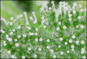 Maine Seedlings & Clones