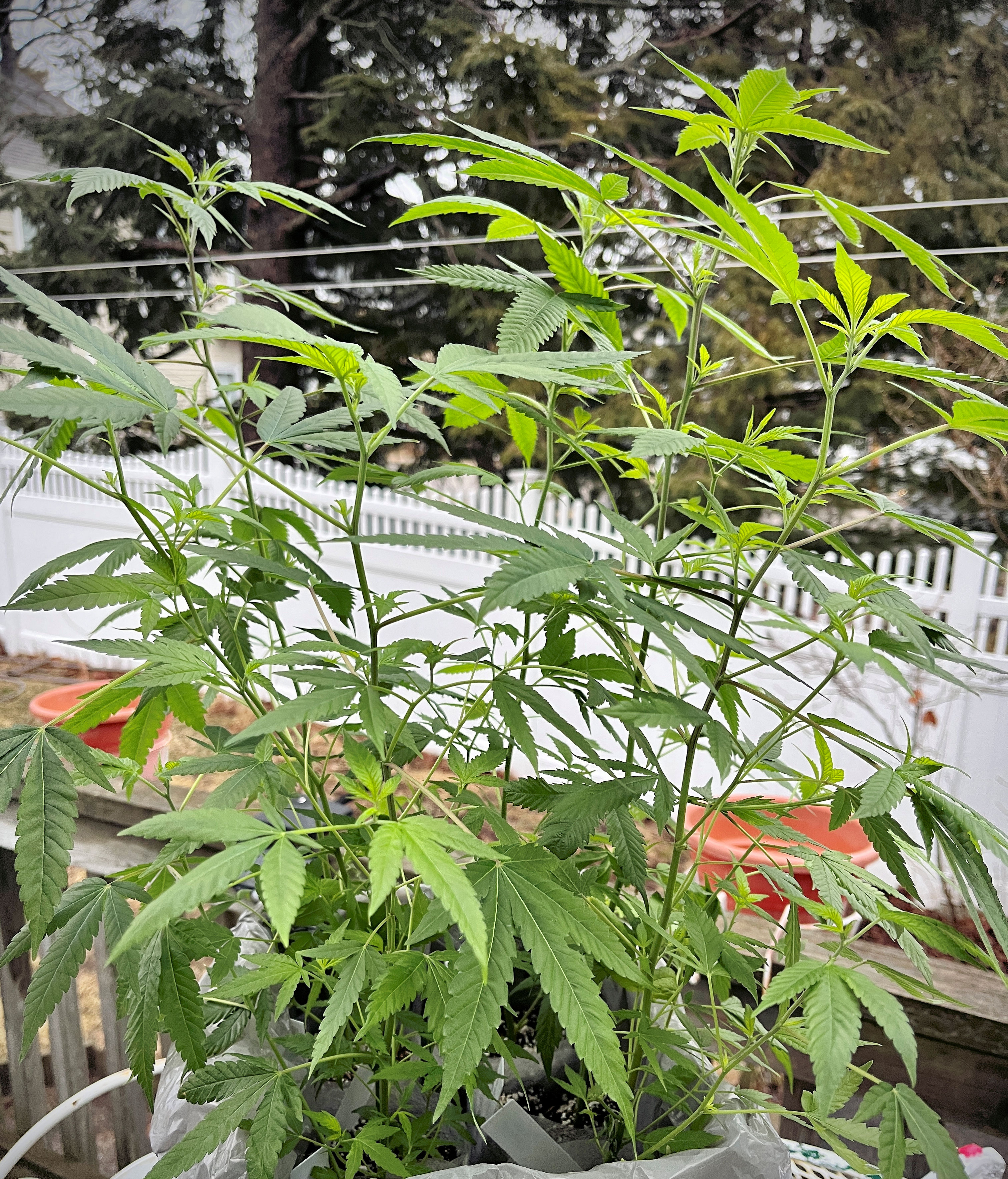 Maine Seedlings & Clones